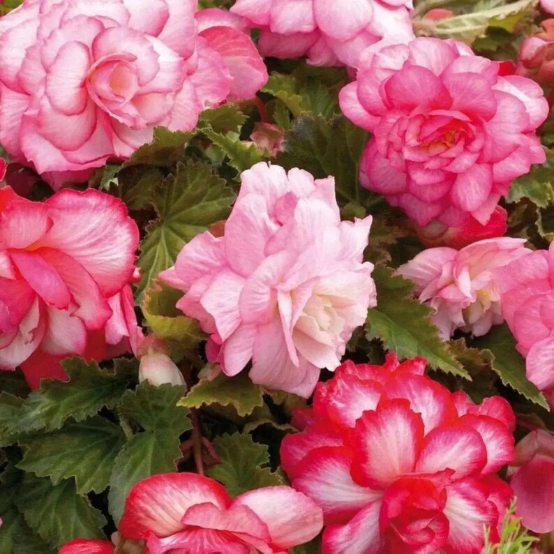 Begonia Samba Flower Bulb Mix (3 Bulbs) – Fringed Double Blooms ...