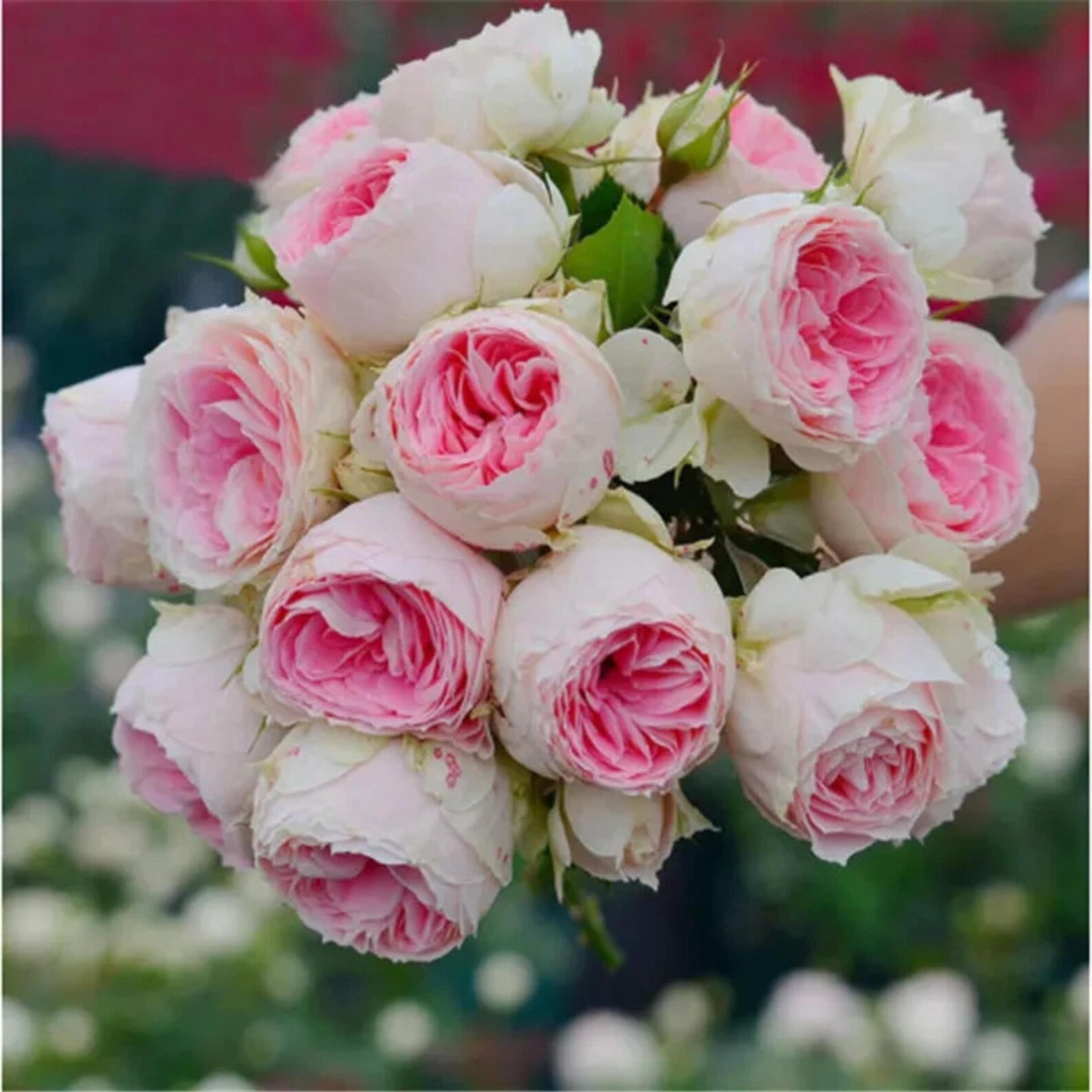 20 Rare White Pink Rose Seeds | Hybrid Tea Bush | Exotic Perennial ...