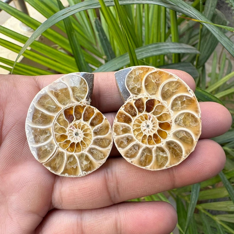 Bigest Ammonite Pair Gemstone, Natural Ammonite Pair Cabochon, Ammonite ...