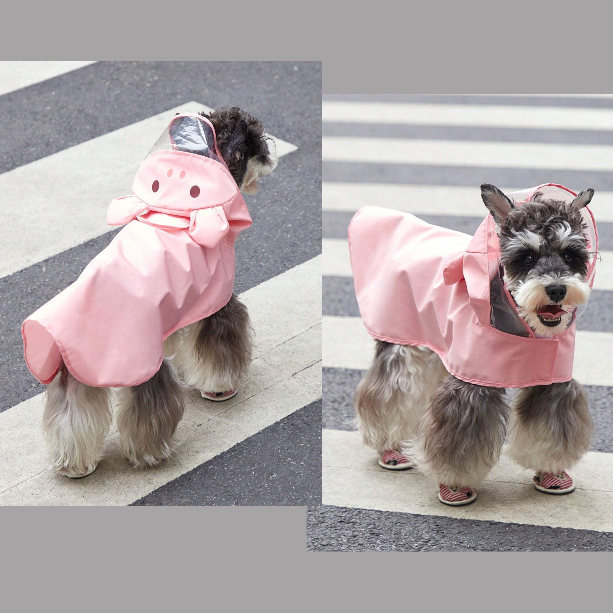 Pig In Raincoat