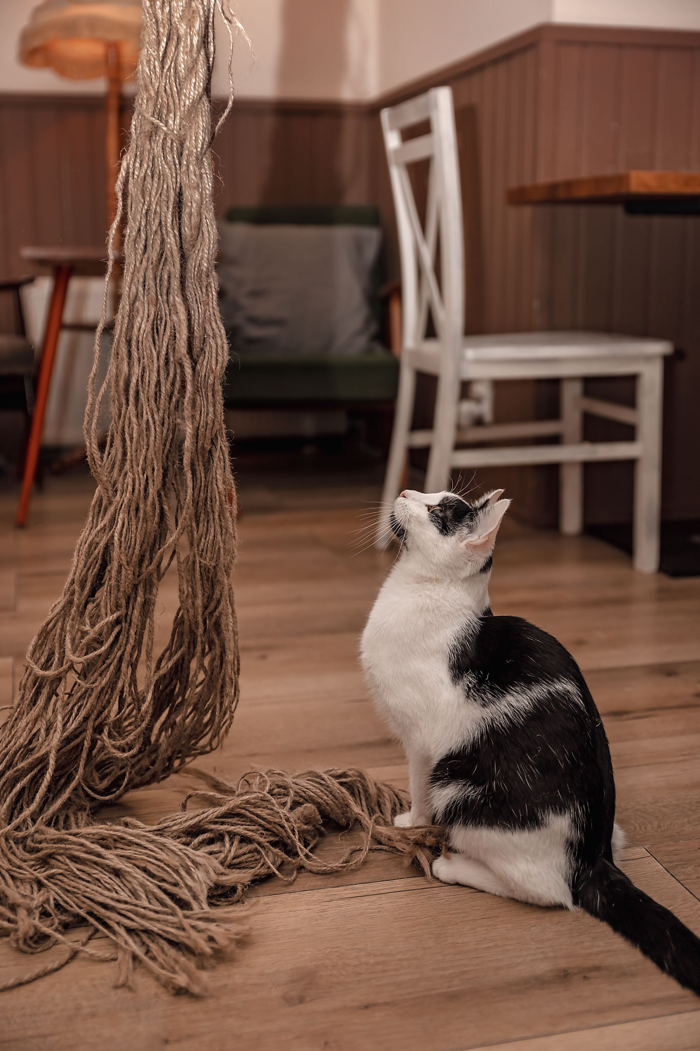 Jute Rope for Cat Ceiling-mounted Climbing Jute Rope - Etsy
