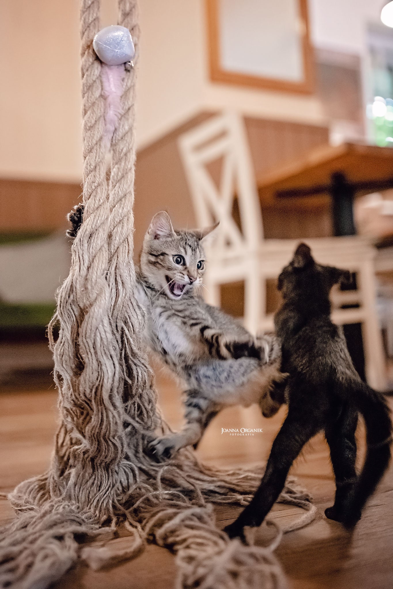 Jute Rope for Cat Ceiling-mounted Climbing Jute Rope - Etsy