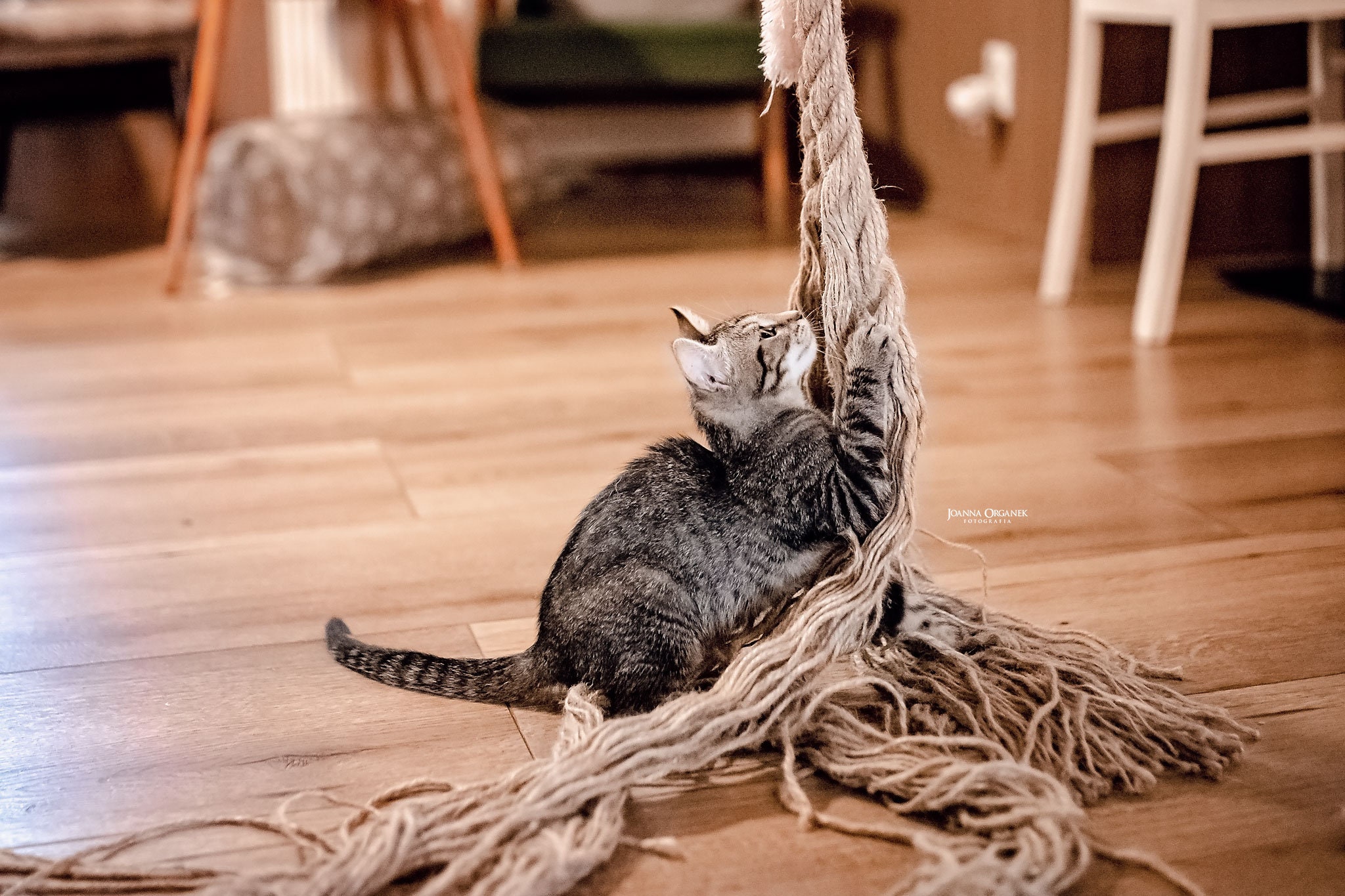 Jute Rope for Cat Ceiling-mounted Climbing Jute Rope - Etsy