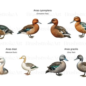 Illustration Duck Clipart, Anas Genus, Duck Breeds, Mallard Duck ...