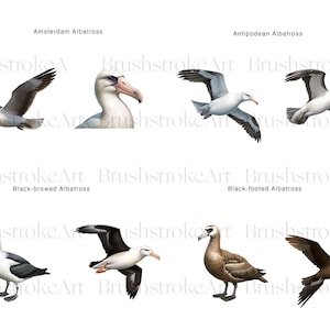 Albatross Clipart, Ocean Bird Clipart, Seagull PNG, Albatross Art, Bird ...