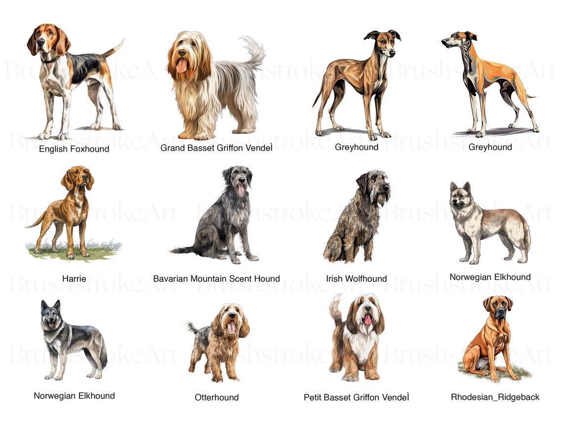 Hound Group Dogs Clipart Collection 37 Unique Watercolor - Etsy UK