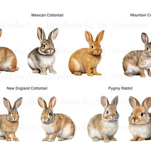 Types of Rabbit Clipart, Cottontail, Rabbit PNG, Hare Clipart, White ...