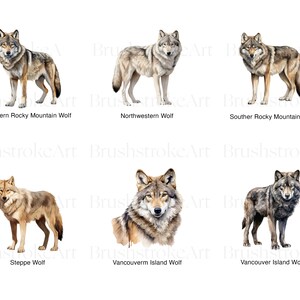 Gray Wolf Clipart, Artic Wolf, Printable, Gray Wolves, Dingo Clipart ...