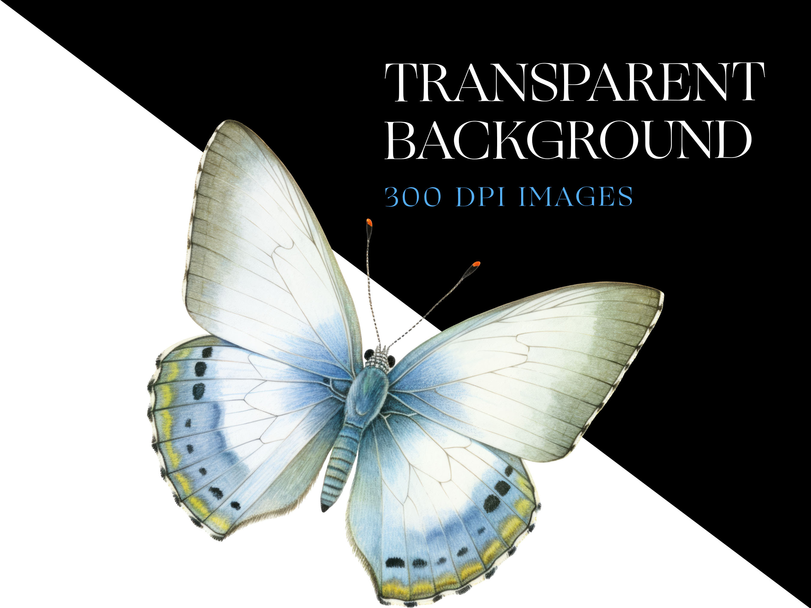 Gossamer Butterflies Clipart, Gossamer Wings, Holly Blue Butterfly ...