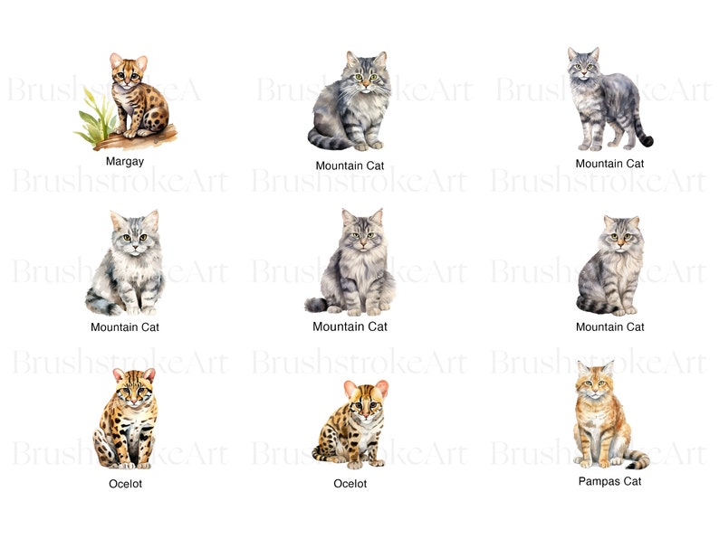 Wild Cat Clipart, African Animals PNG, Lion Clipart, Tiger PNG, Black ...