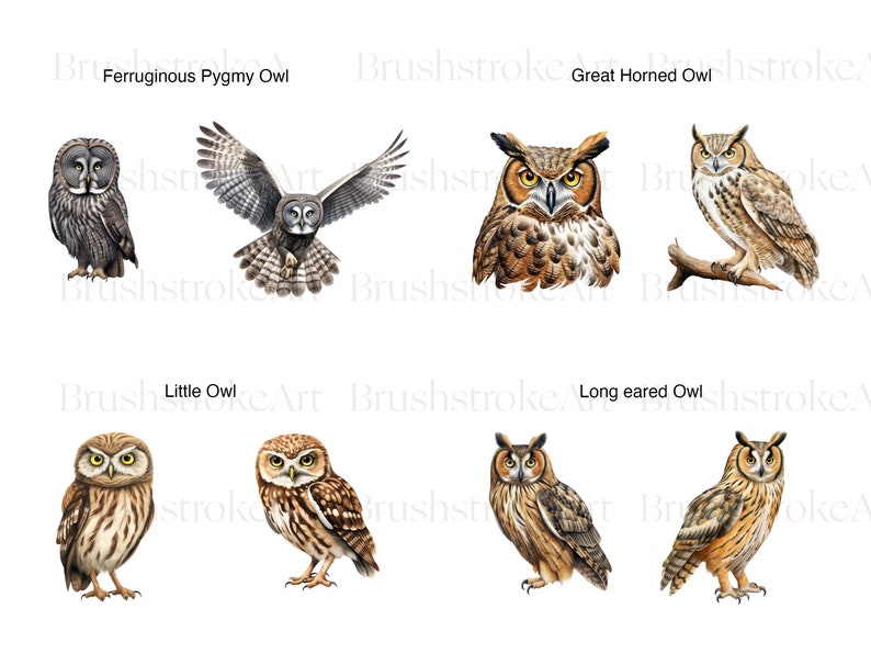 Owl Illustration Clipart, Barn Owl, Type of Owls, Cute Owl Species Art ...