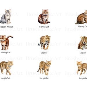 Wild Cat Clipart, African Animals PNG, Lion Clipart, Tiger PNG, Black ...