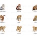 Wild Cat Clipart, African Animals PNG, Lion Clipart, Tiger PNG, Black ...