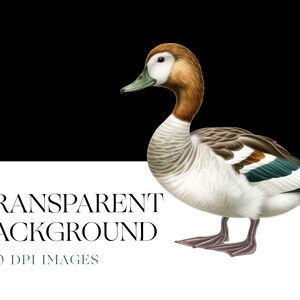 Illustration Duck Clipart, Anas Genus, Duck Breeds, Mallard Duck ...