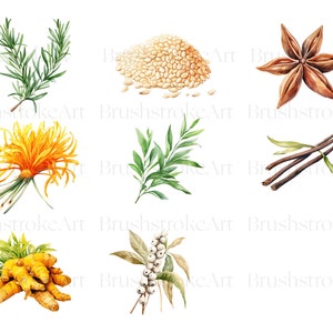 Watercolor Herbs and Spices, Cooking Clipart, Culinary Herbs, Mint ...