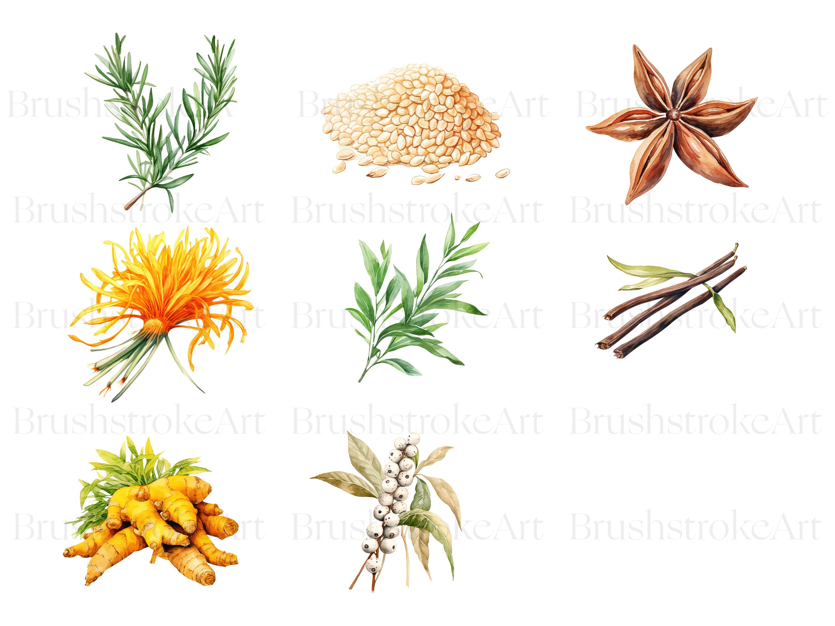 Watercolor Herbs and Spices, Cooking Clipart, Culinary Herbs, Mint ...