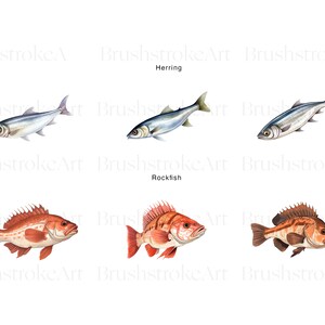 Salt Water Fish Clipart, Salmon, Cod Fish PNG, Watercolor Fish Download ...