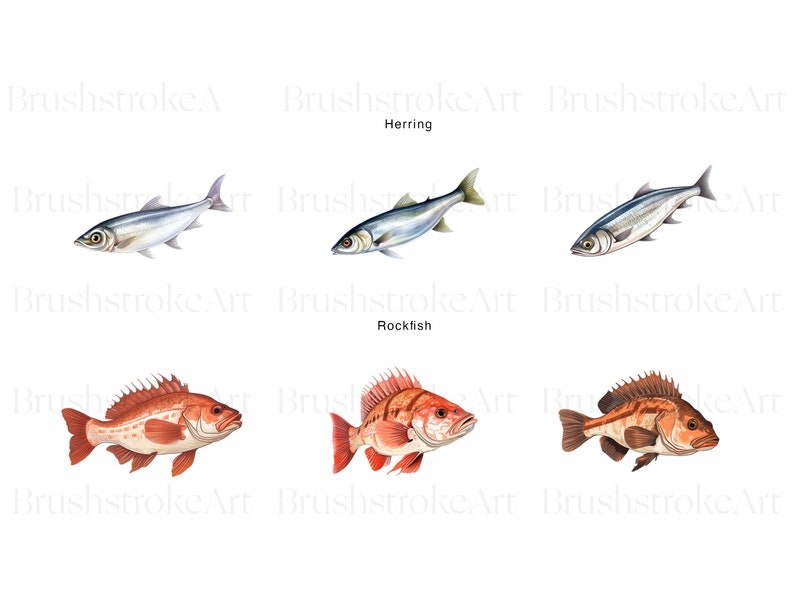 Salt Water Fish Clipart, Salmon, Cod Fish PNG, Watercolor Fish Download ...
