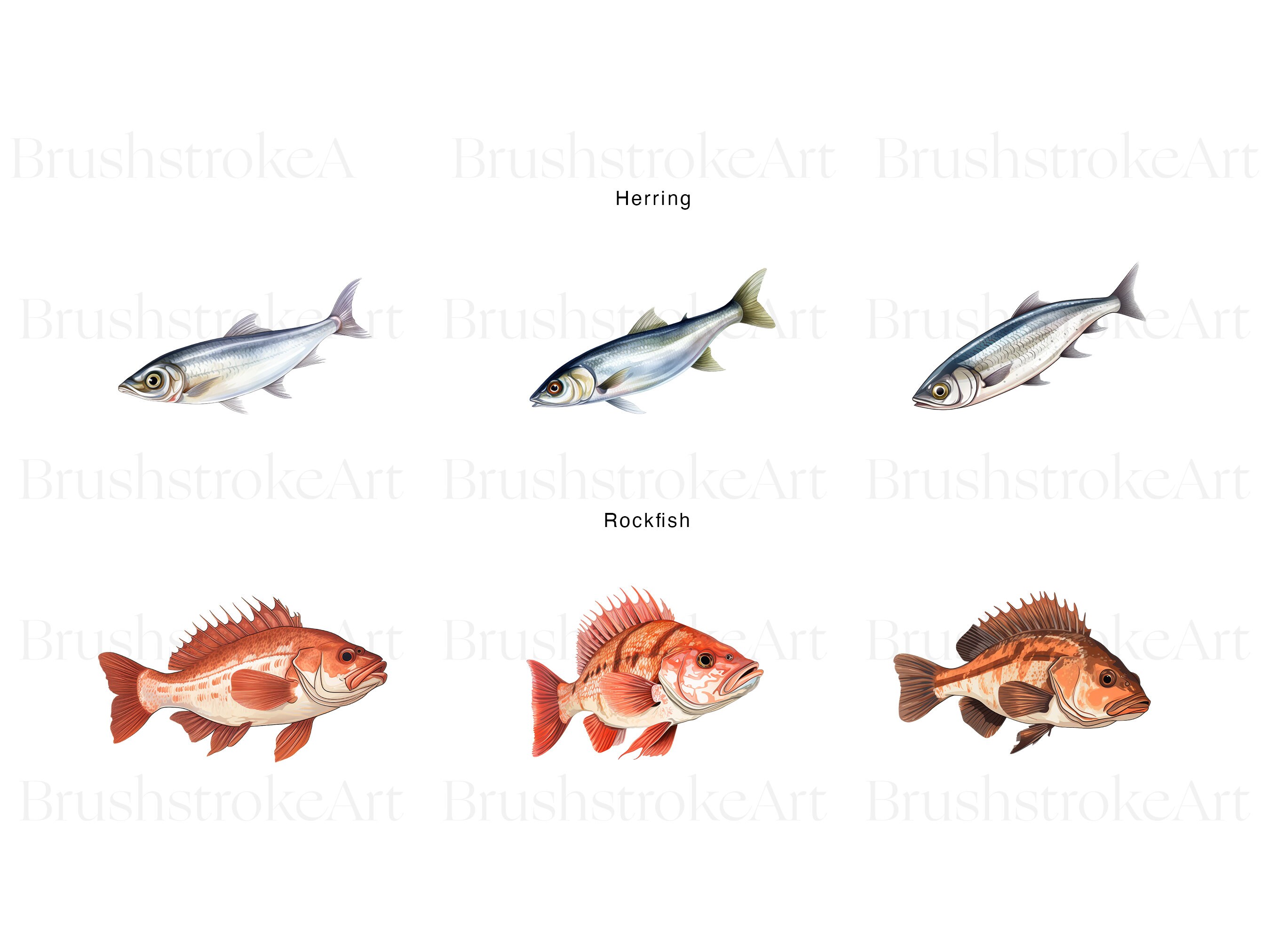 Salt Water Fish Clipart, Salmon, Cod Fish PNG, Watercolor Fish Download ...