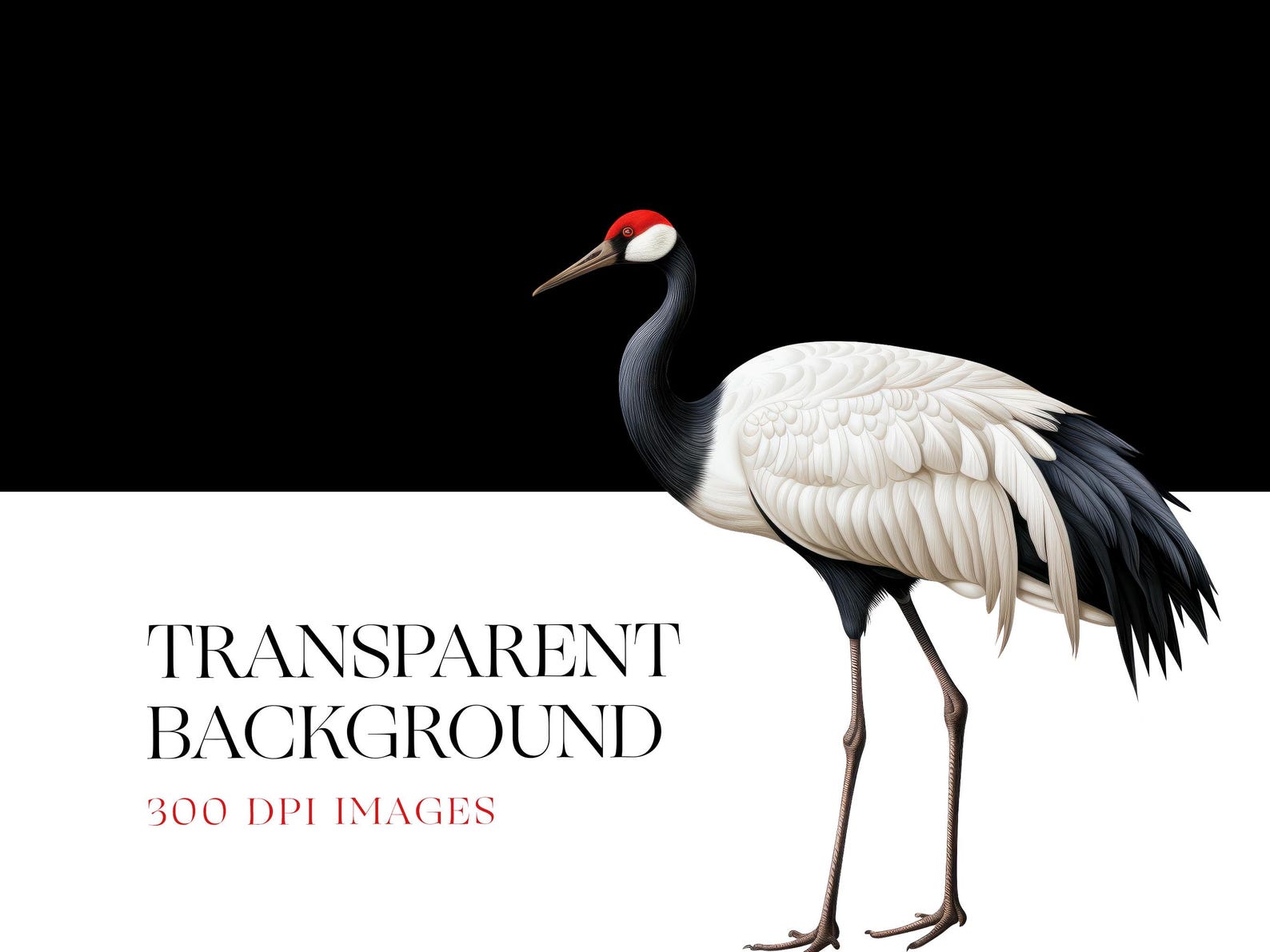 Crane Clipart, Blue Crane, Sandhill Crane PNG, Crane Bird Clipart ...