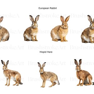 Types of Rabbit Clipart, Cottontail, Rabbit PNG, Hare Clipart, White ...