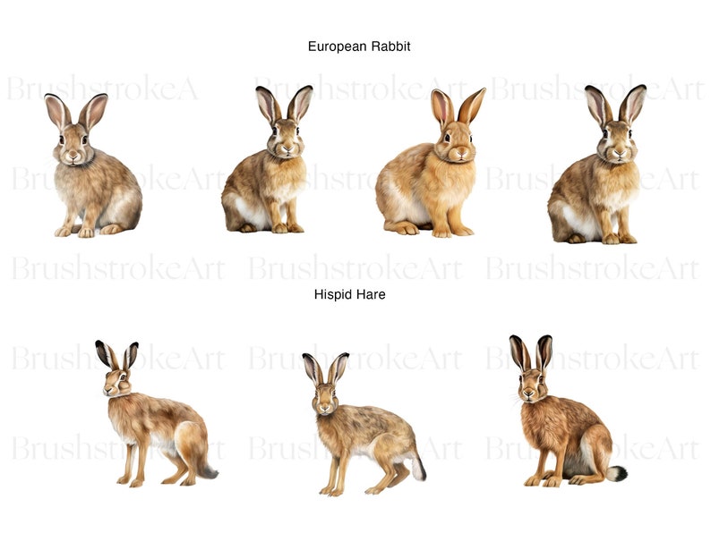 Types of Rabbit Clipart, Cottontail, Rabbit PNG, Hare Clipart, White ...
