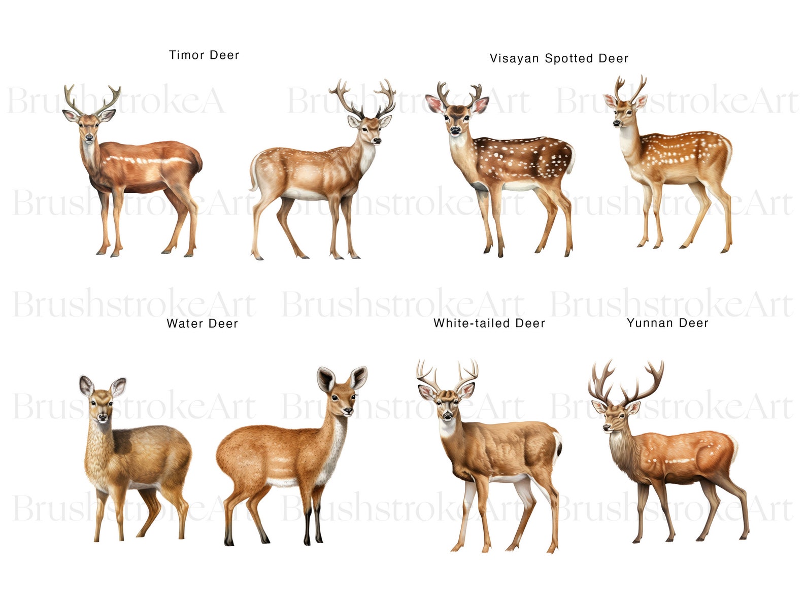 Deer Types Clipart, Moose PNG, Stag Clipart, Elk, Antler Clipart, Deer ...