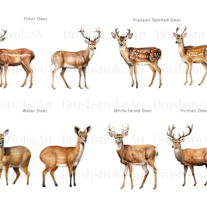 Deer Types Clipart, Moose PNG, Stag Clipart, Elk, Antler Clipart, Deer ...