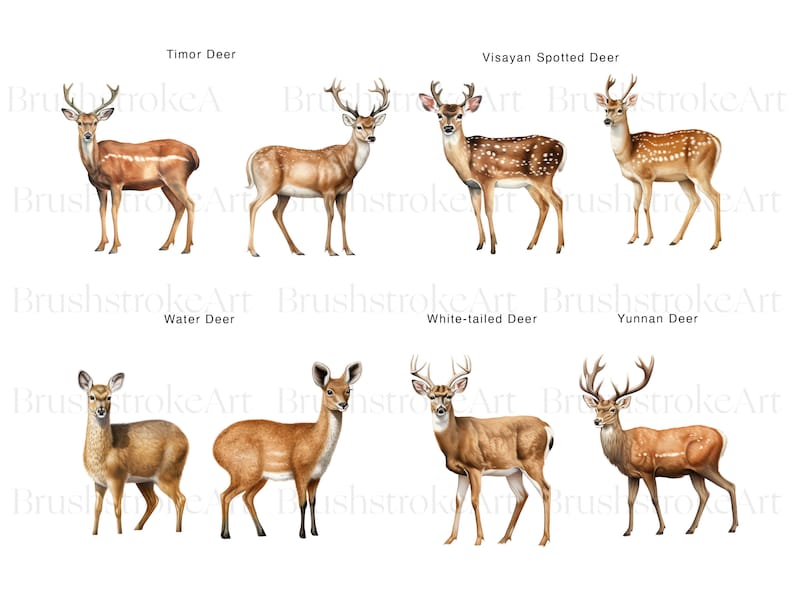 Deer Types Clipart, Moose PNG, Stag Clipart, Elk, Antler Clipart, Deer ...