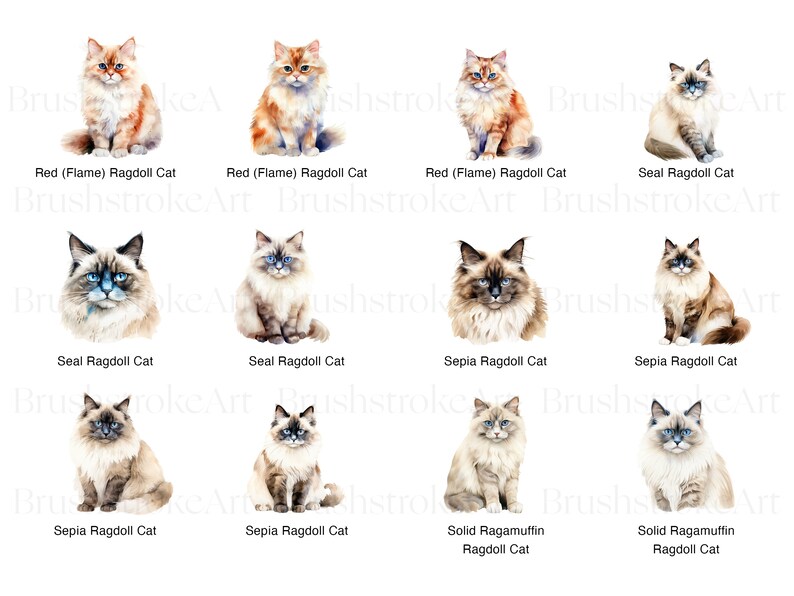 Ragdoll Cat Clipart, Ragdoll Kitten, White Cat Watercolor, Long Haired ...