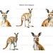 Kangaroo Clipart, Australian Kangaroo, Red Kangaroo, Western Grey ...