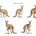 Kangaroo Clipart, Australian Kangaroo, Red Kangaroo, Western Grey ...