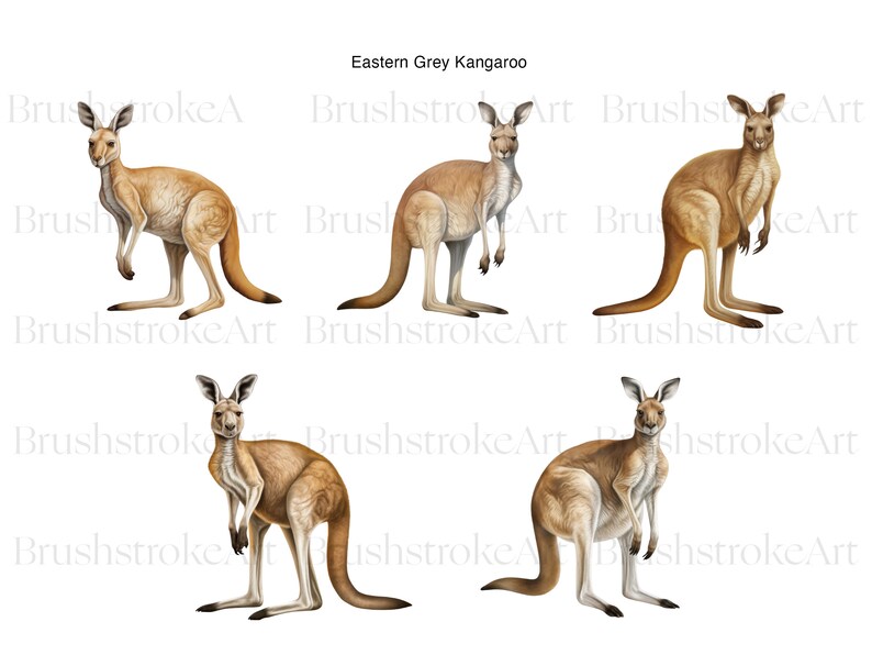 Kangaroo Clipart, Australian Kangaroo, Red Kangaroo, Western Grey ...
