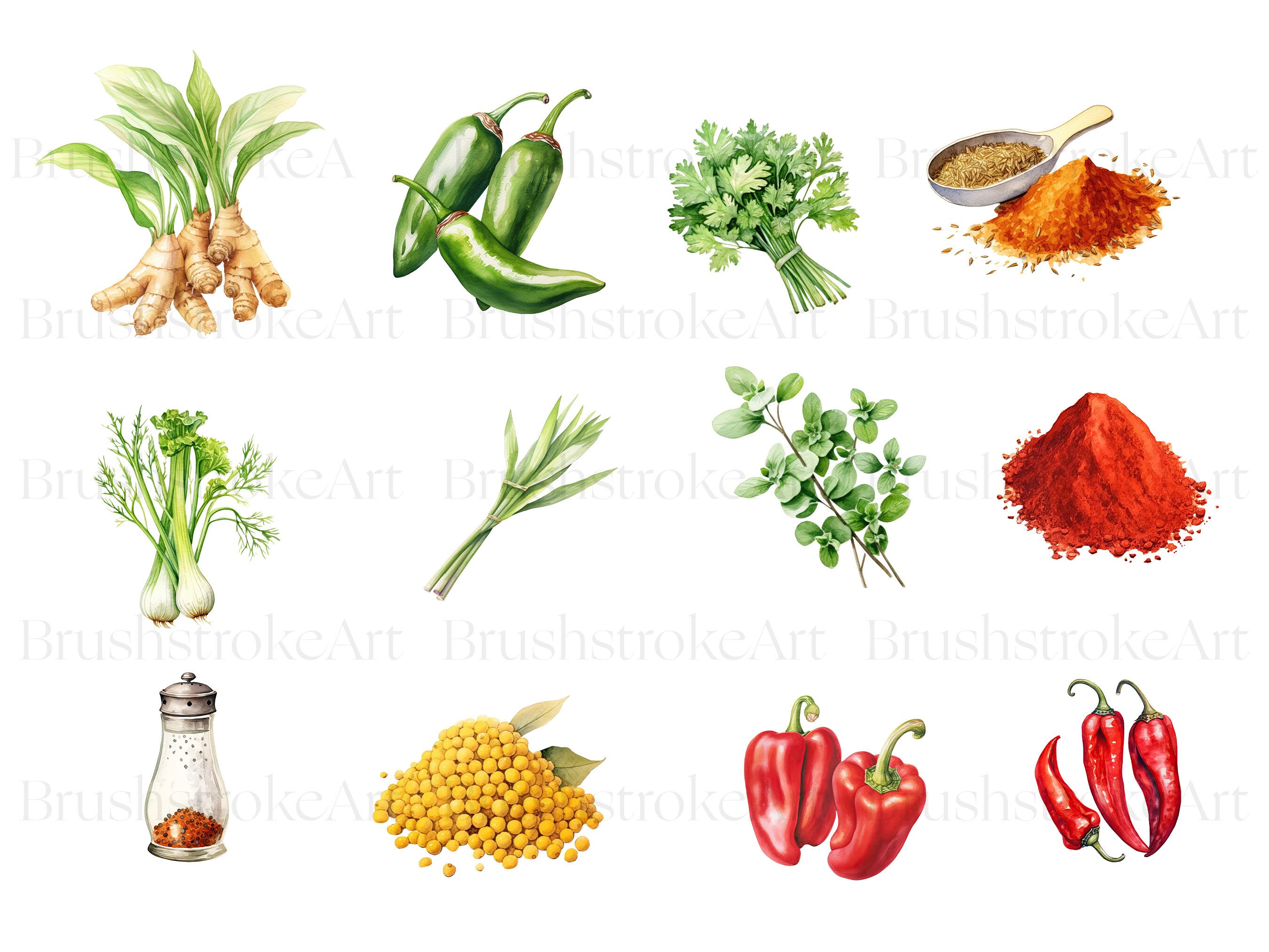 Watercolor Herbs and Spices, Cooking Clipart, Culinary Herbs, Mint ...