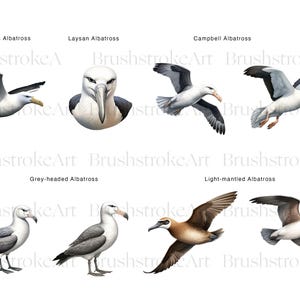 Albatross Clipart, Ocean Bird Clipart, Seagull PNG, Albatross Art, Bird ...