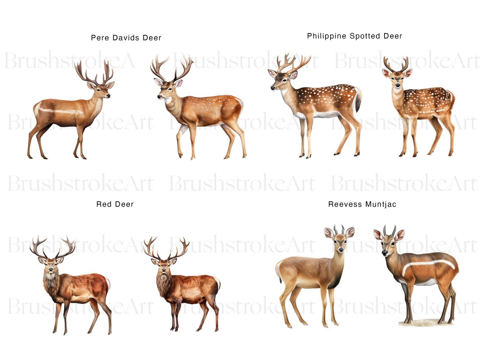 Deer Types Clipart, Moose PNG, Stag Clipart, Elk, Antler Clipart, Deer ...