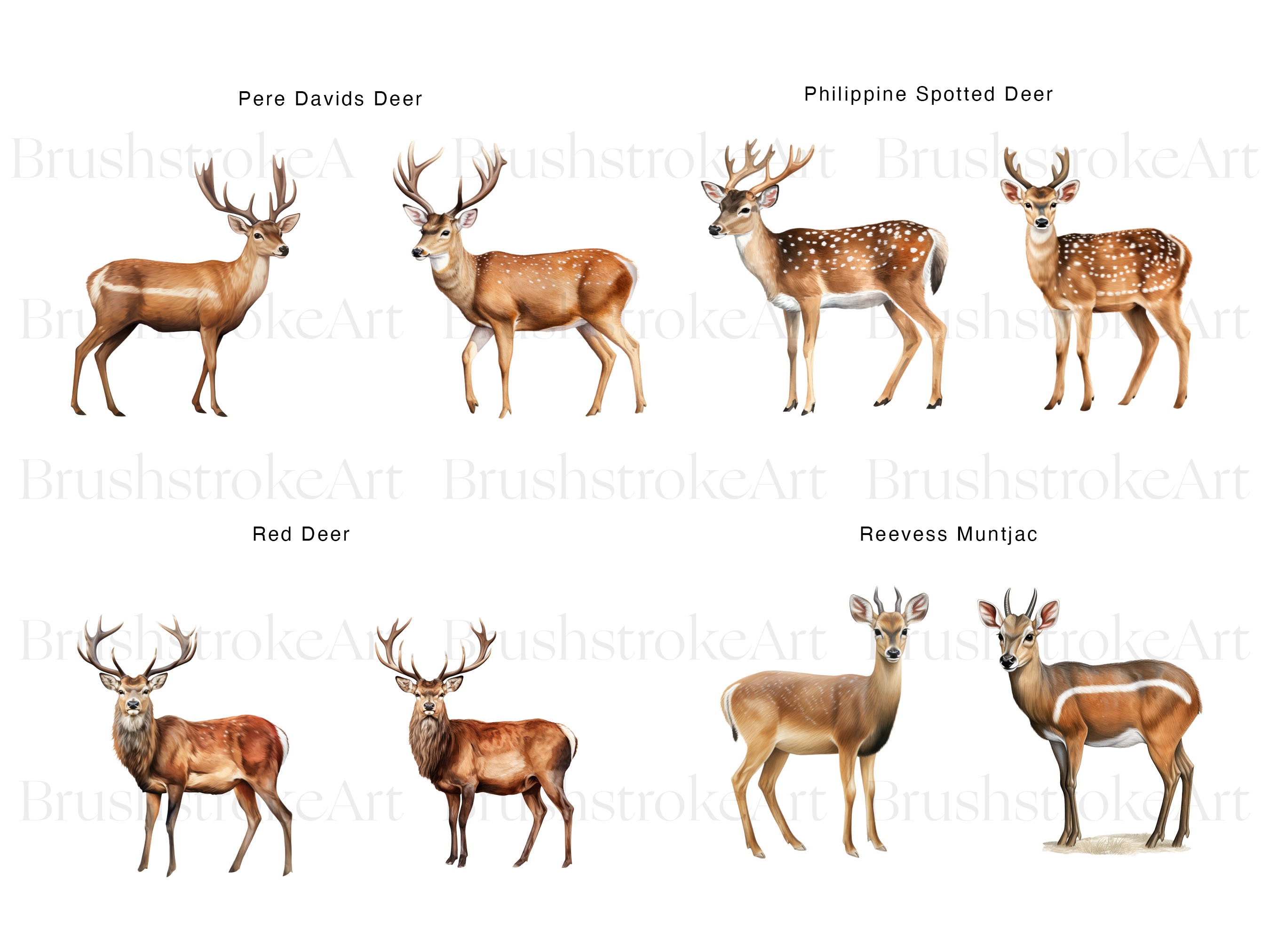 Deer Types Clipart, Moose PNG, Stag Clipart, Elk, Antler Clipart, Deer ...
