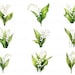 Watercolor Lily of the Valley , Flower Clipart, 36 May Birth Month ...