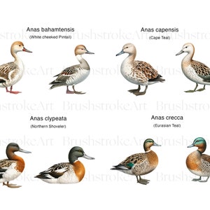 Illustration Duck Clipart, Anas Genus, Duck Breeds, Mallard Duck ...