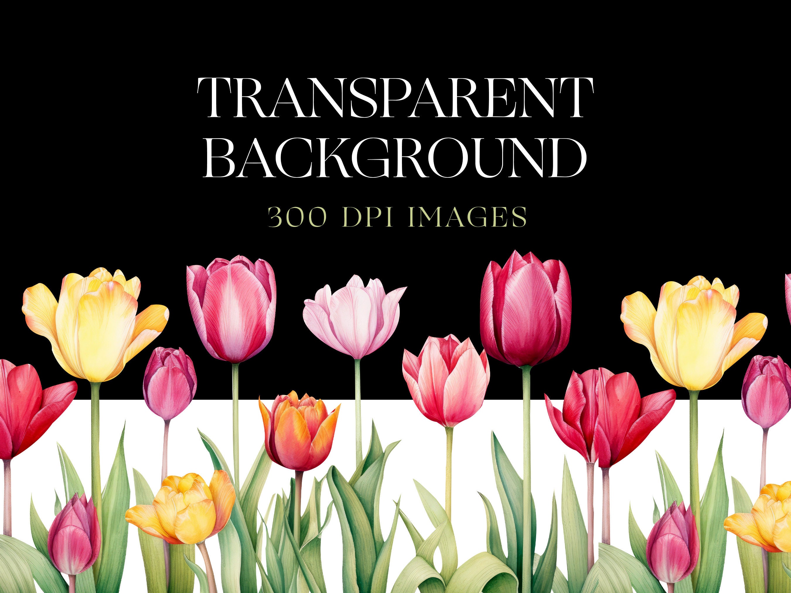 Watercolor Tulip Clipart Tulip PNG Boho Floral Wedding - Etsy