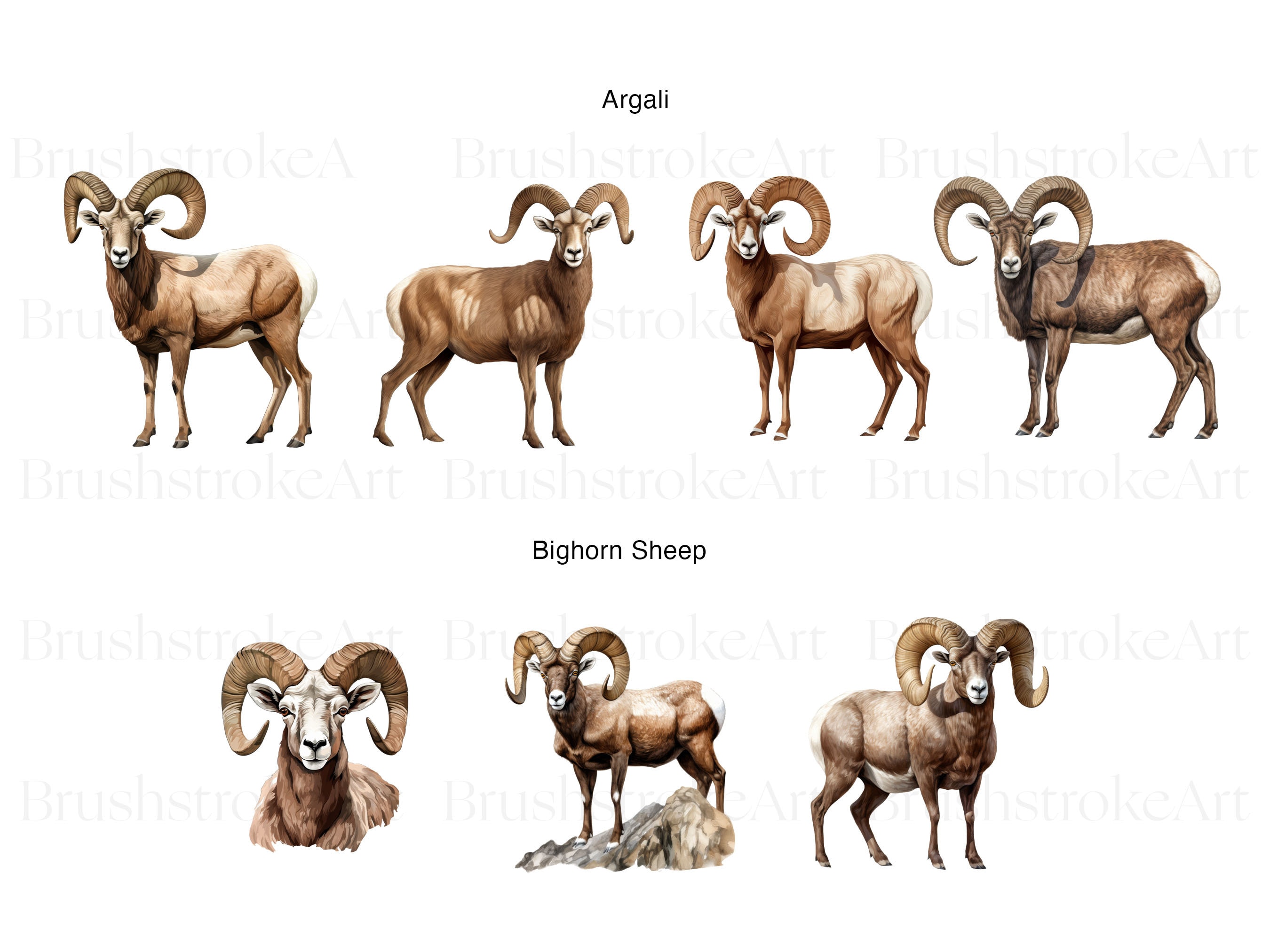 Sheep Breeds Clipart, Bighorn Sheep, Mountain Dall Sheep, Farm Animals ...