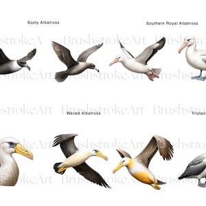 Albatross Clipart, Ocean Bird Clipart, Seagull PNG, Albatross Art, Bird ...
