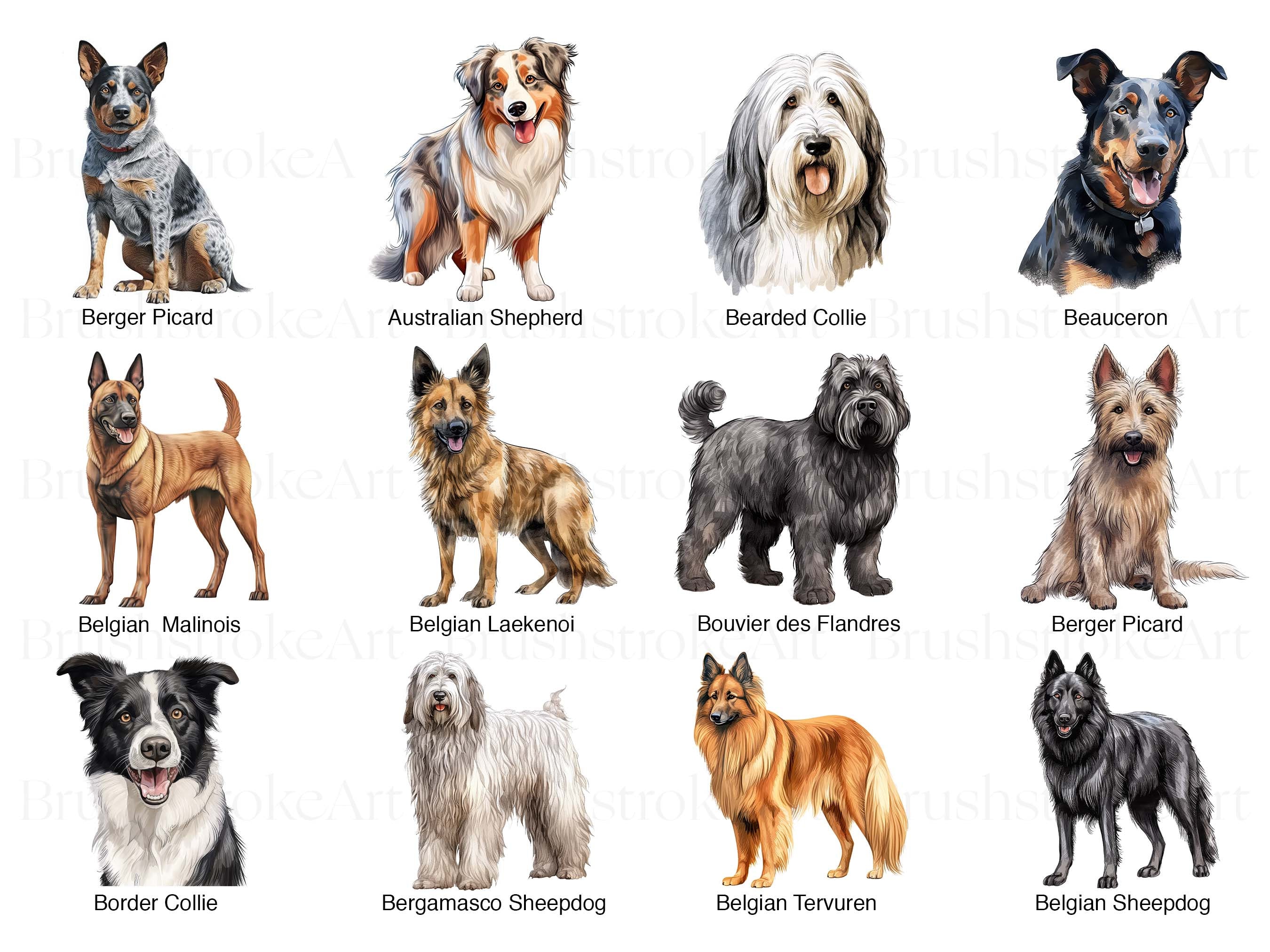 Herding Dog Breed Chart