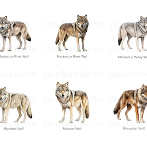 Gray Wolf Clipart, Artic Wolf, Printable, Gray Wolves, Dingo Clipart ...