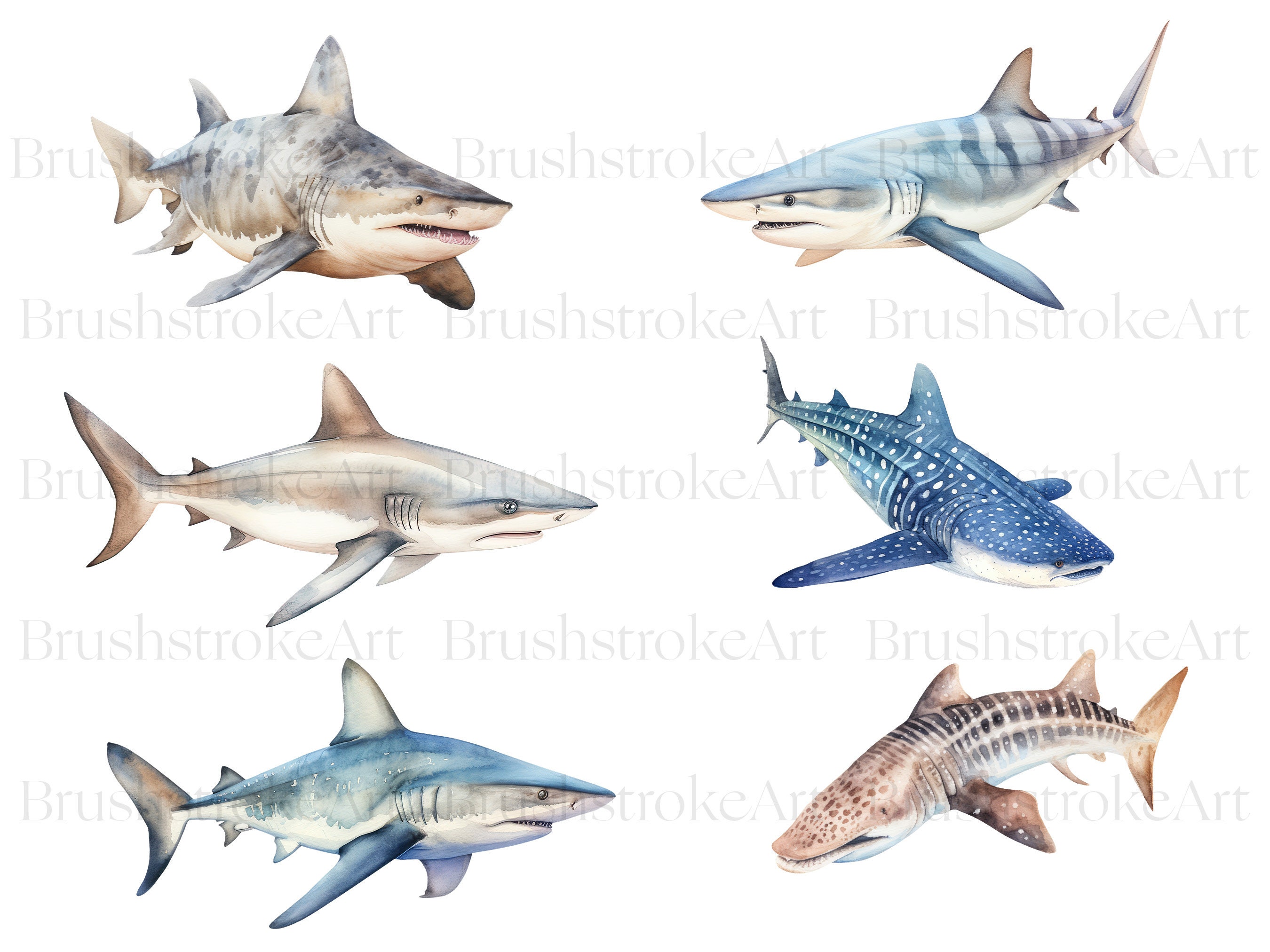 Watercolor Shark Clipart, Great White Shark, Marine Life, Nursery ...