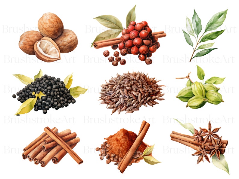 Watercolor Herbs and Spices, Cooking Clipart, Culinary Herbs, Mint ...