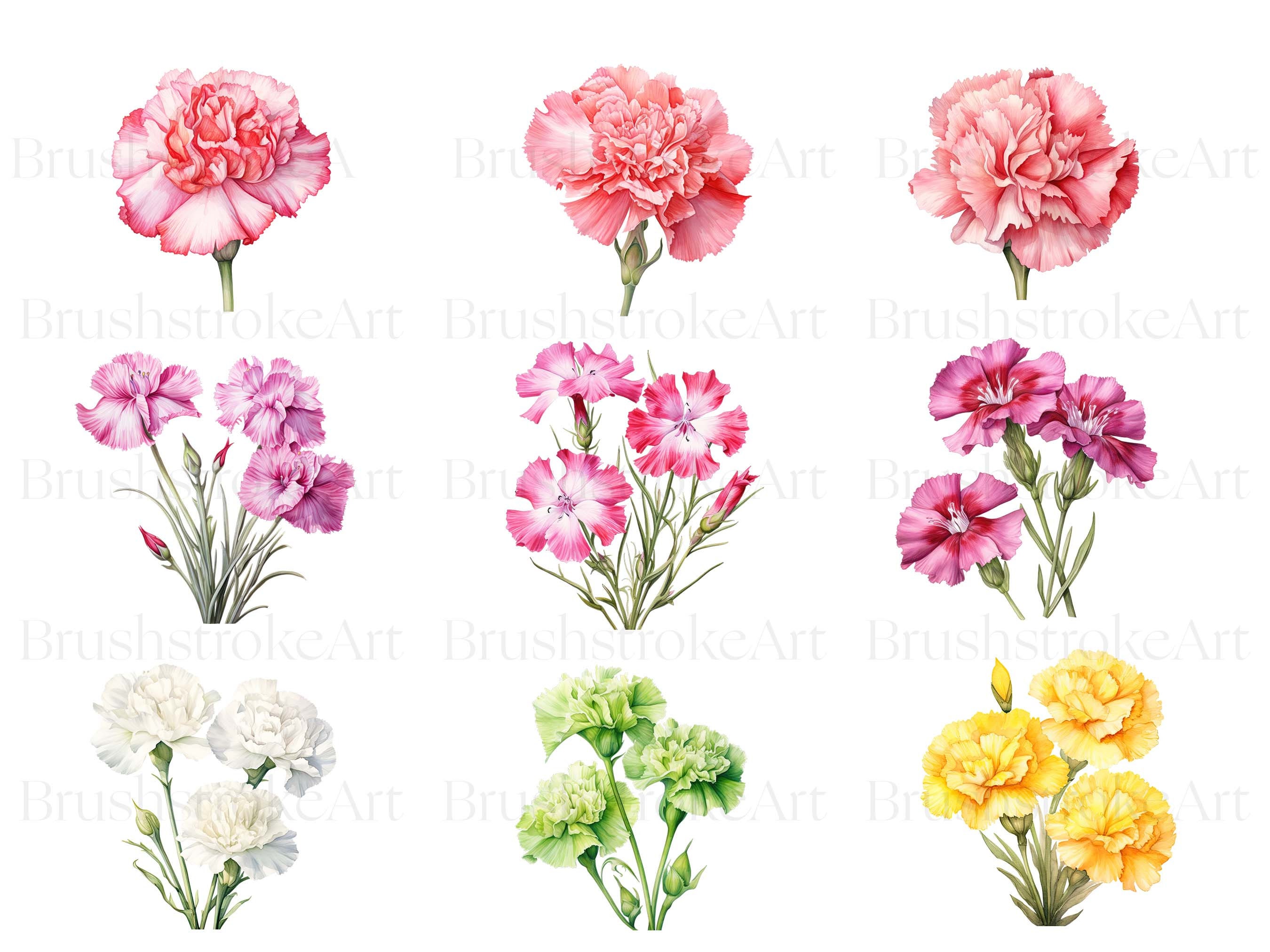 Birthmonth Flower Carnation Clipart, Watercolor Wreath, Bouquet ...