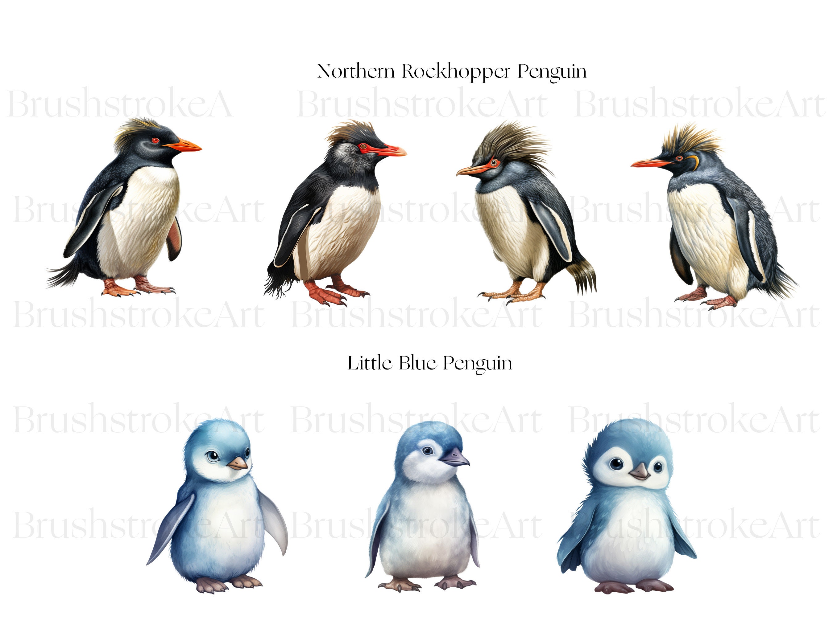 Penguin Species Clipart, Emperor Penguin, Adelie Penguin Illustration ...