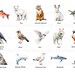 Arctic Animals Clipart Bundle Watercolor Winter PNG Graphics - Etsy UK