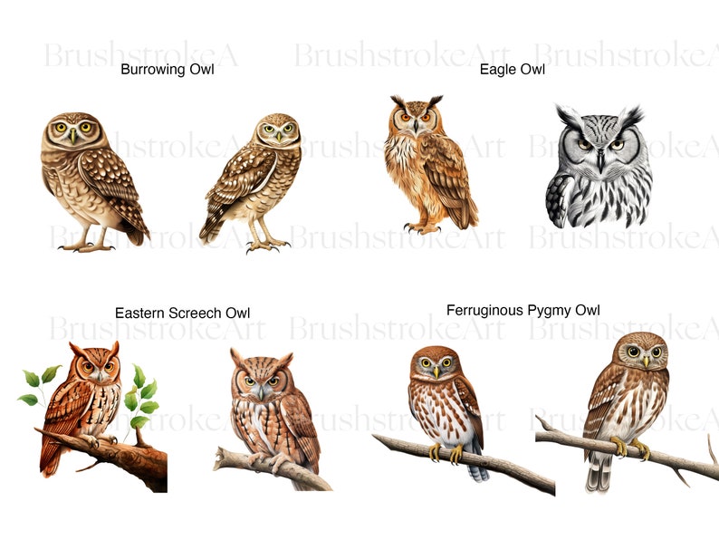 Owl Illustration Clipart, Barn Owl, Type of Owls, Cute Owl Species Art ...